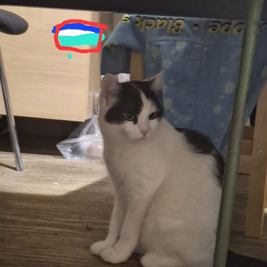 Отдам кота в добрые руки