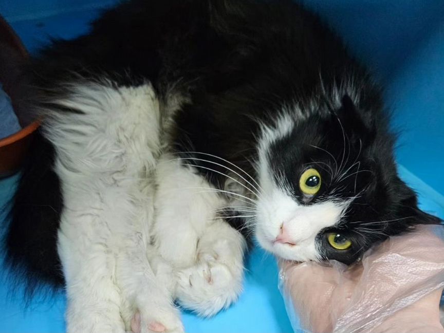 Вислоухий котенок в добрые руки