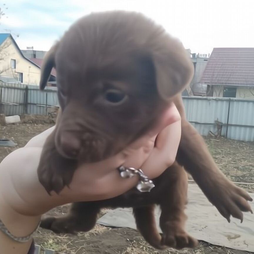 Щенок в добрые руки