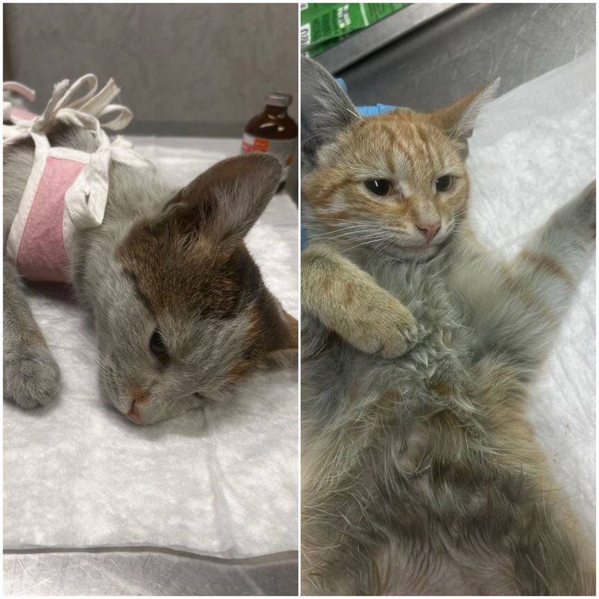 4 кошечкам после стерила некуда пойти