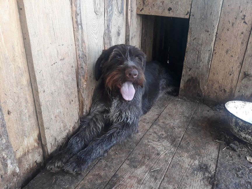 Щенки дратхаара