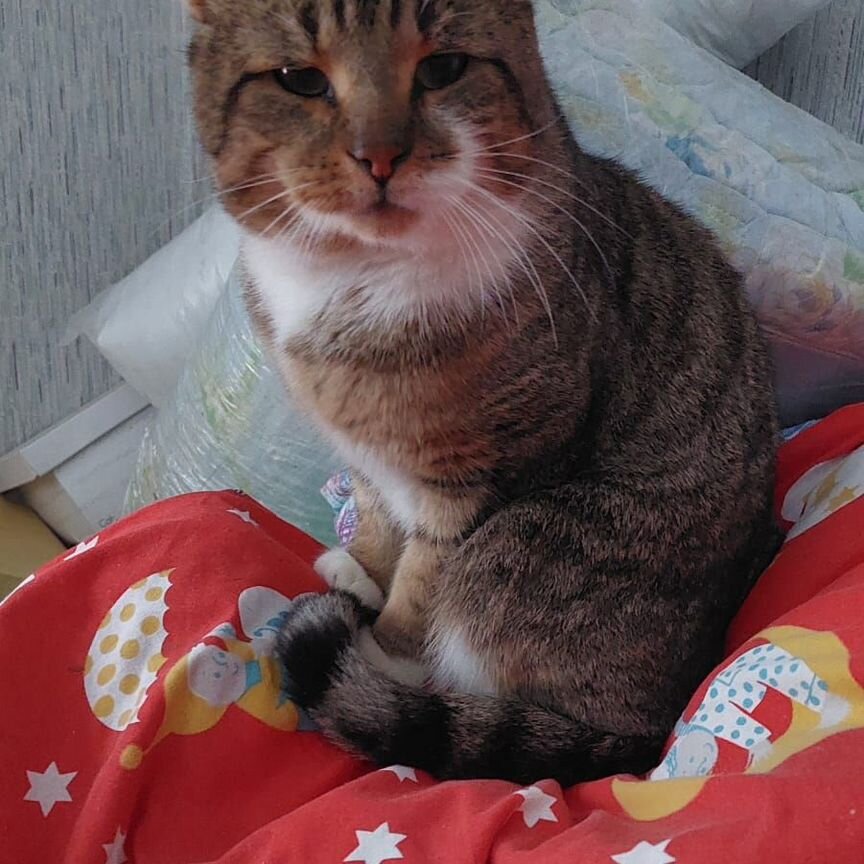 Кот в добрые руки