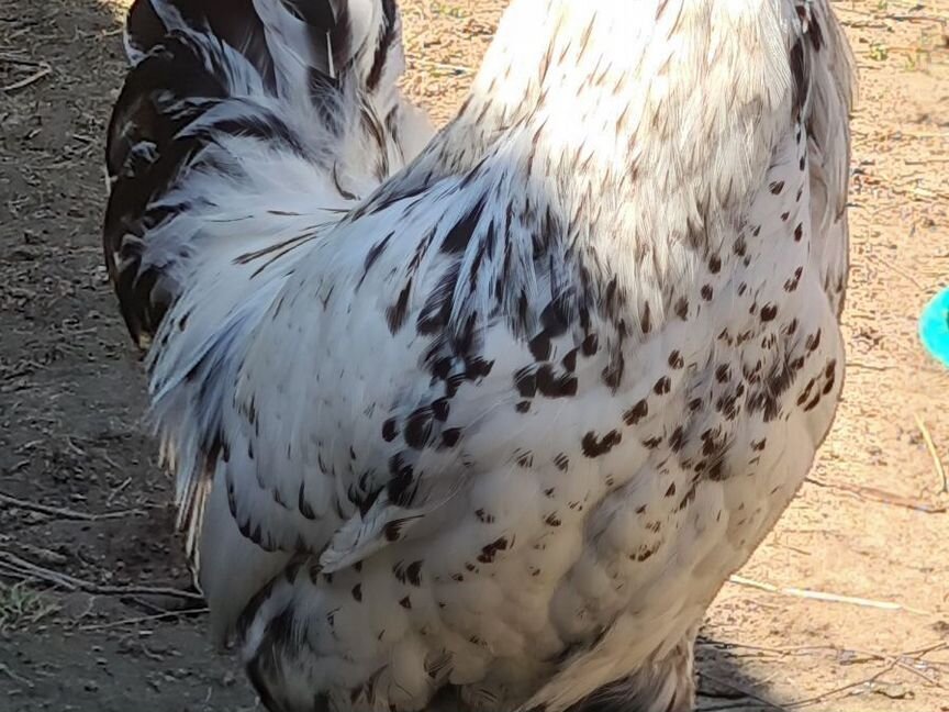 Павловское серебро