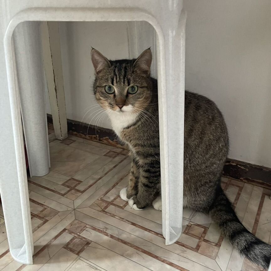 Кот