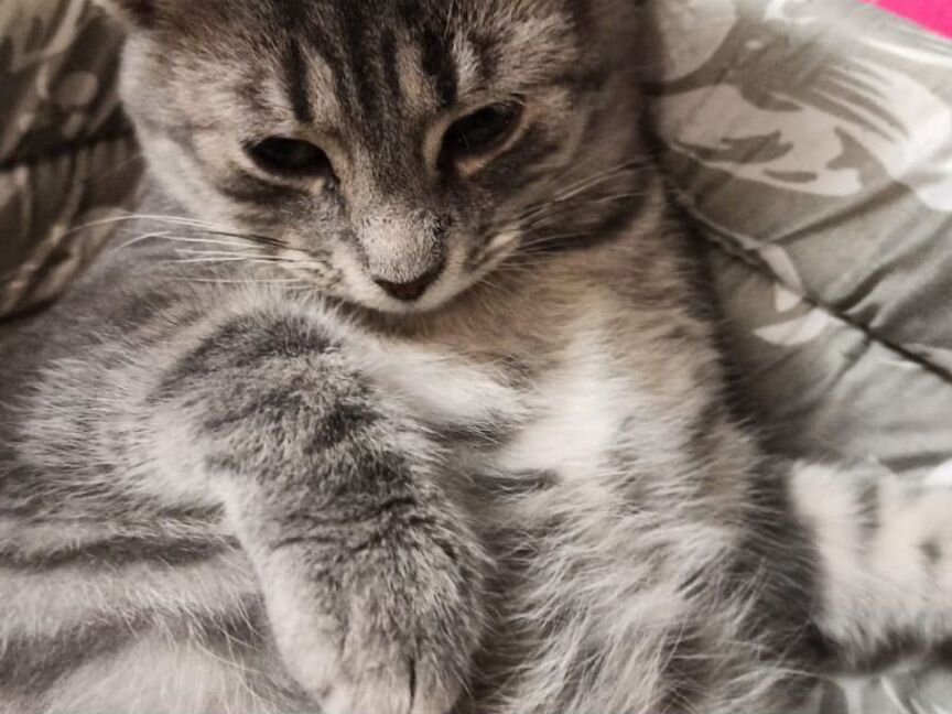Котята в добрые руки бесплатно мальчик
