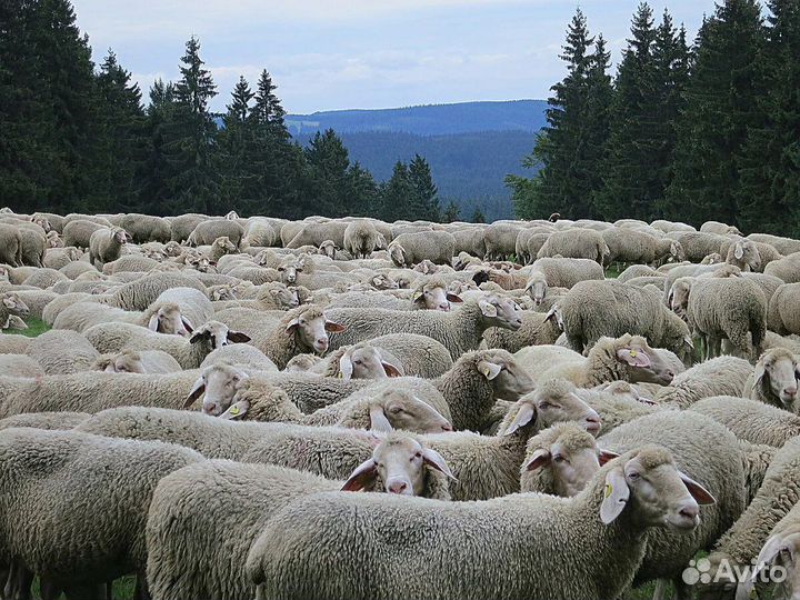 Стадо овец