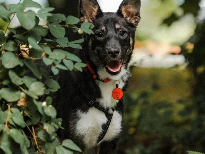 Собака в добрые руки