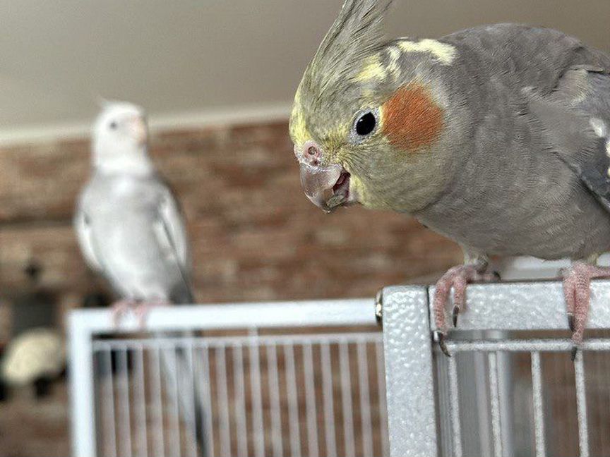 Попугаи Корелла