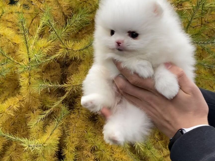 Супер красивые щенки