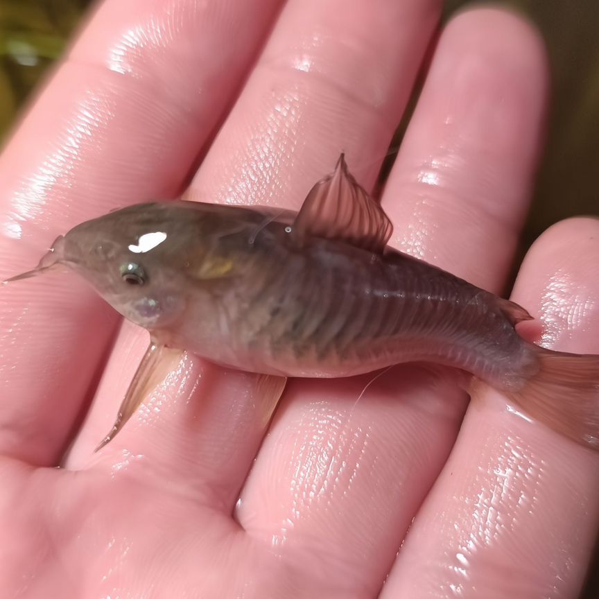 Коридорас золотистый