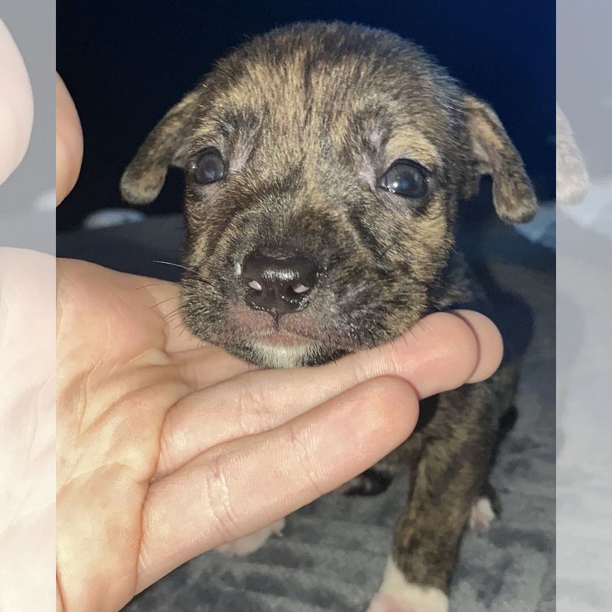 Американский стаффордширский терьер, щенок