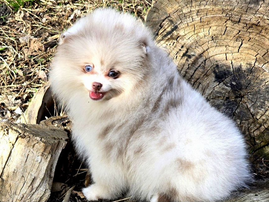 Мраморная Красотка