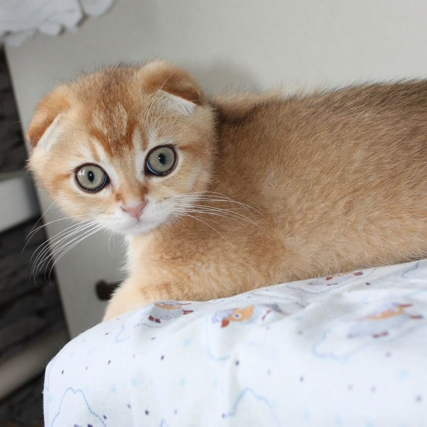 Котики
