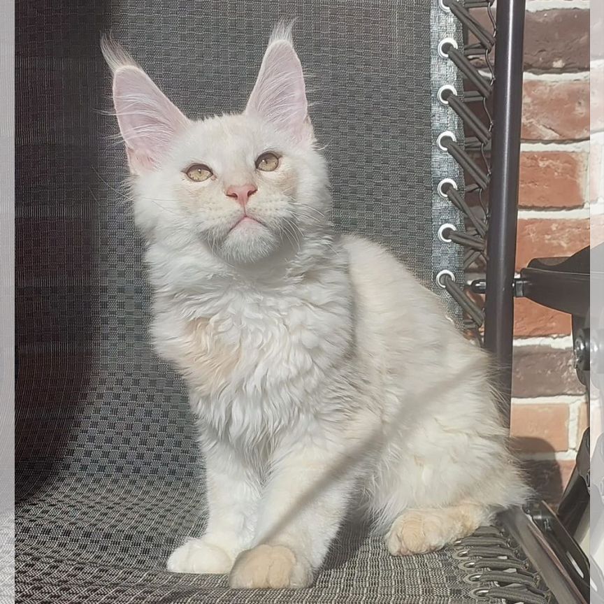 Котенок мейн-кун