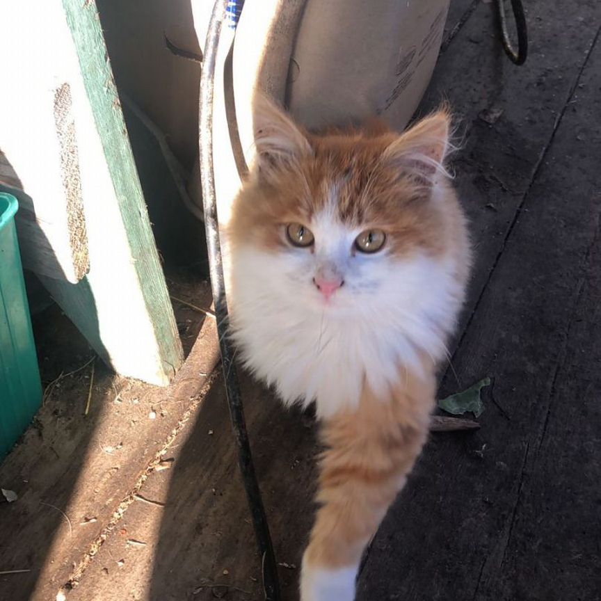 Спасите котят из сада