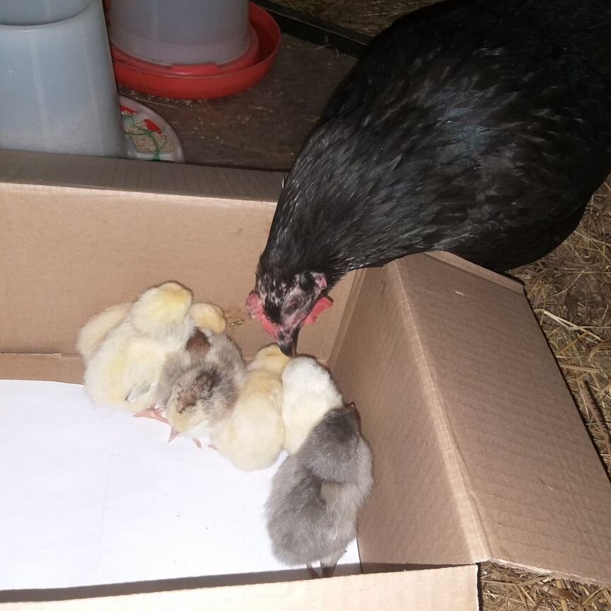 Курица с цыплятами