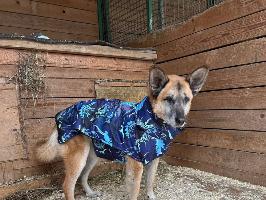 Старая собачка хочет домой