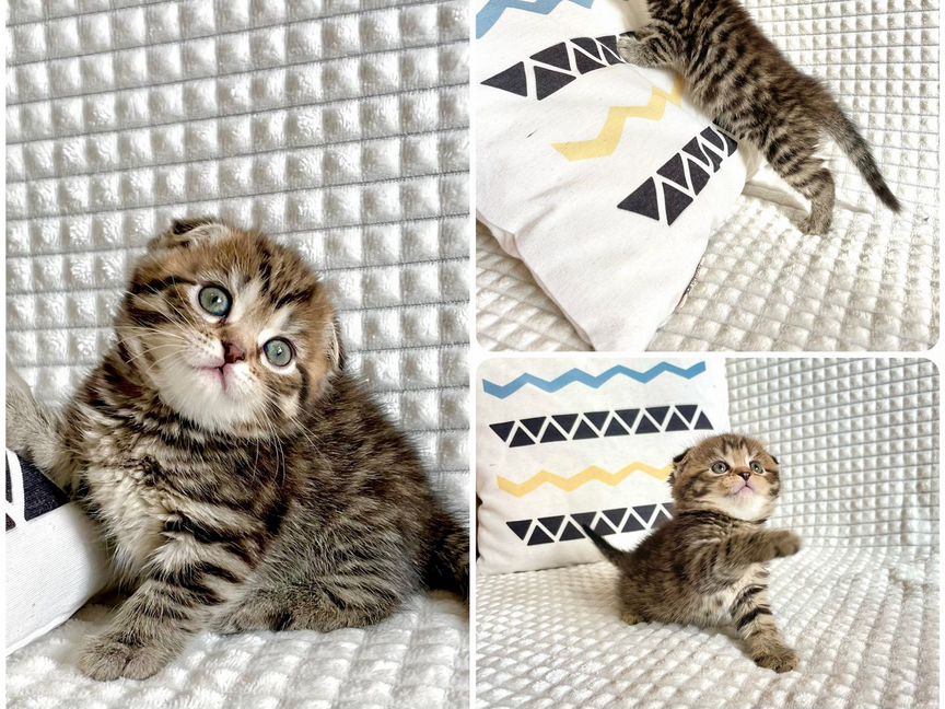 Котята шотландские