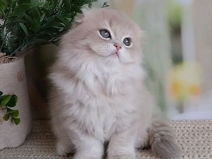 Хайленд лиловое золото