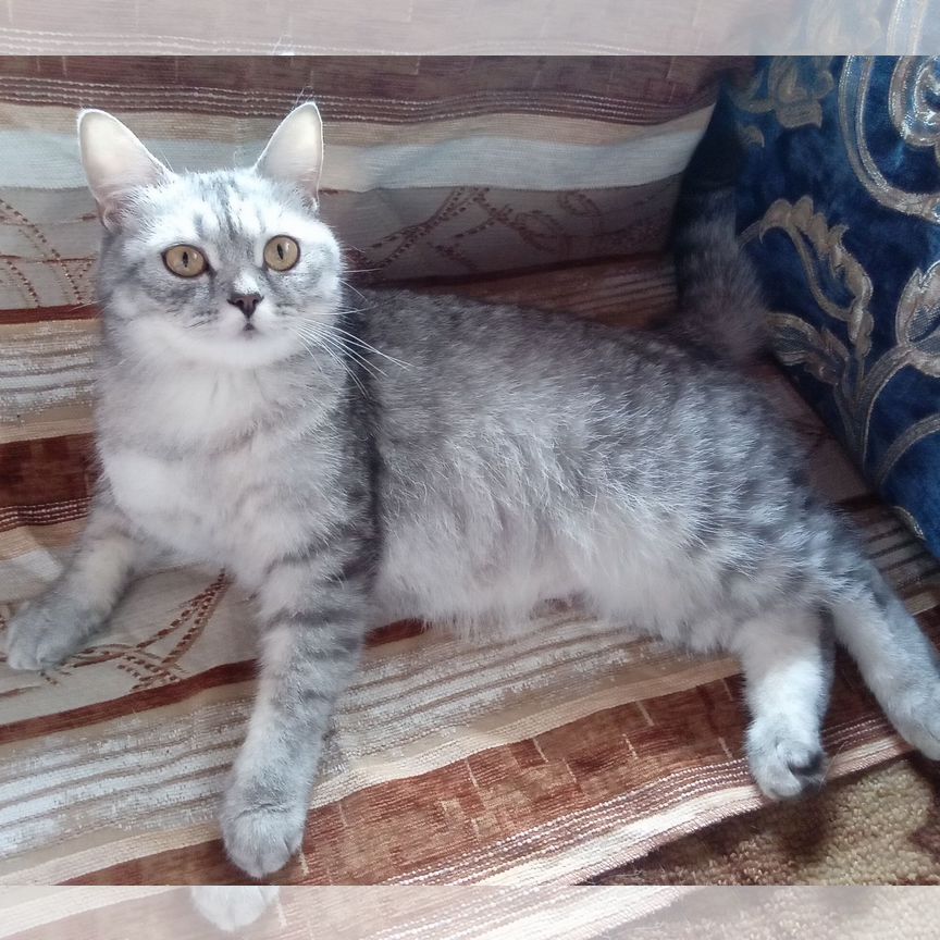 Шотландская прямоухая кошечка