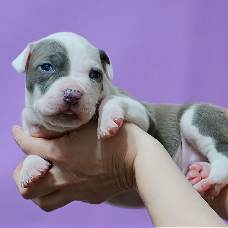 Американский стаффордширский терьер, щенок