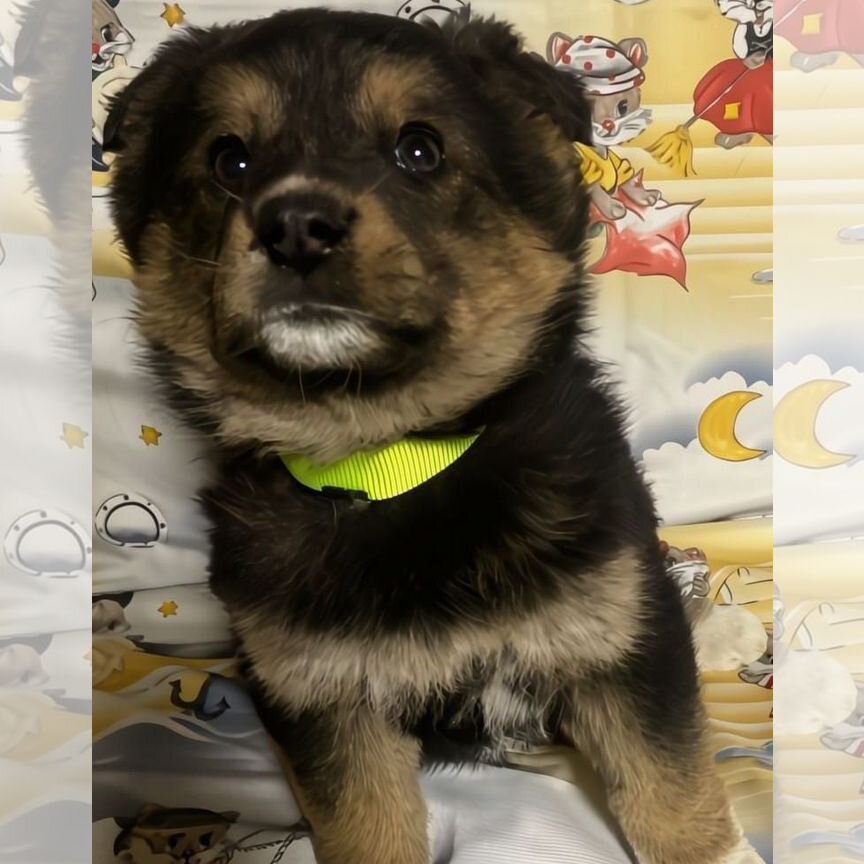 Щенок в добрые руки