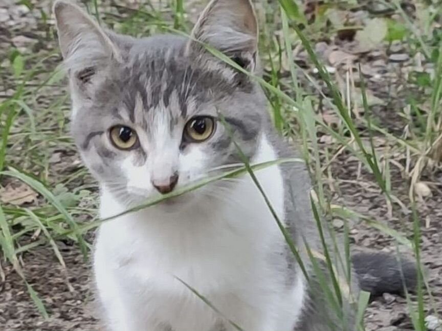 Котенок девочка 4 месяца