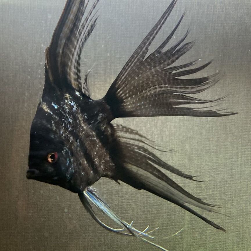 Скалярия вуалевая взрослая