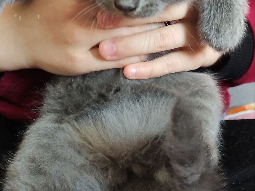 Британские котята (прямоухие)