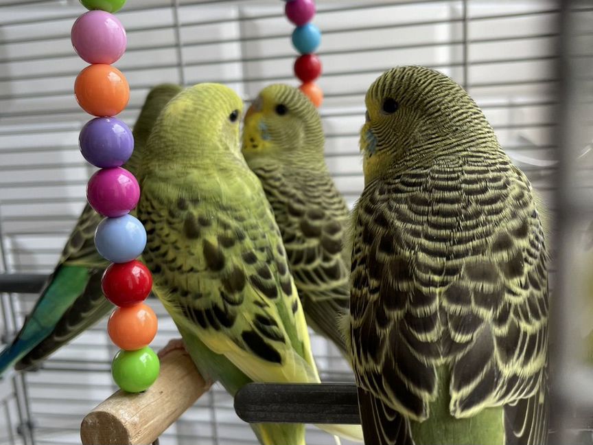 Птенцы волнистый попугай