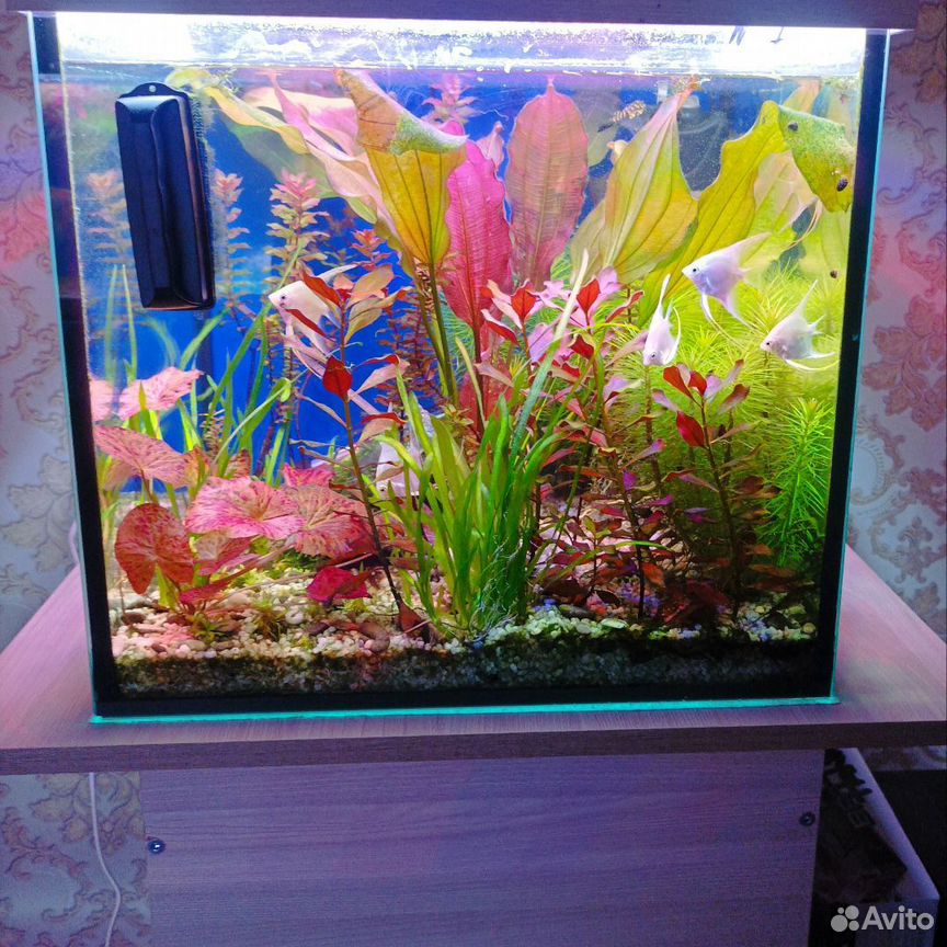 Аквариум 64 литра