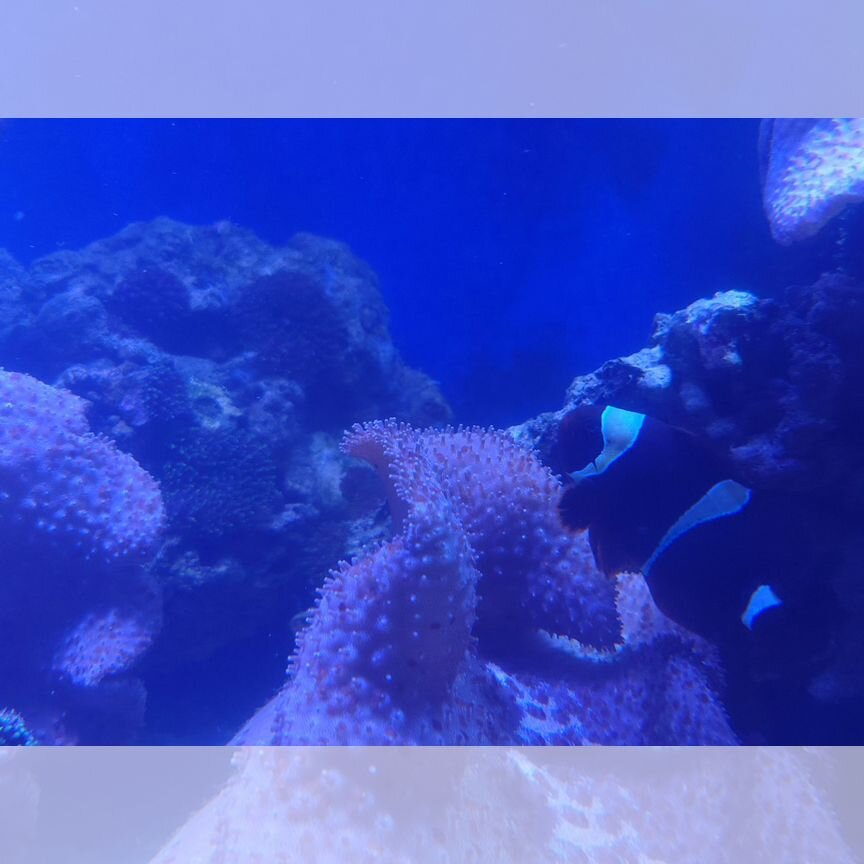 Клоун премнас золотополосый