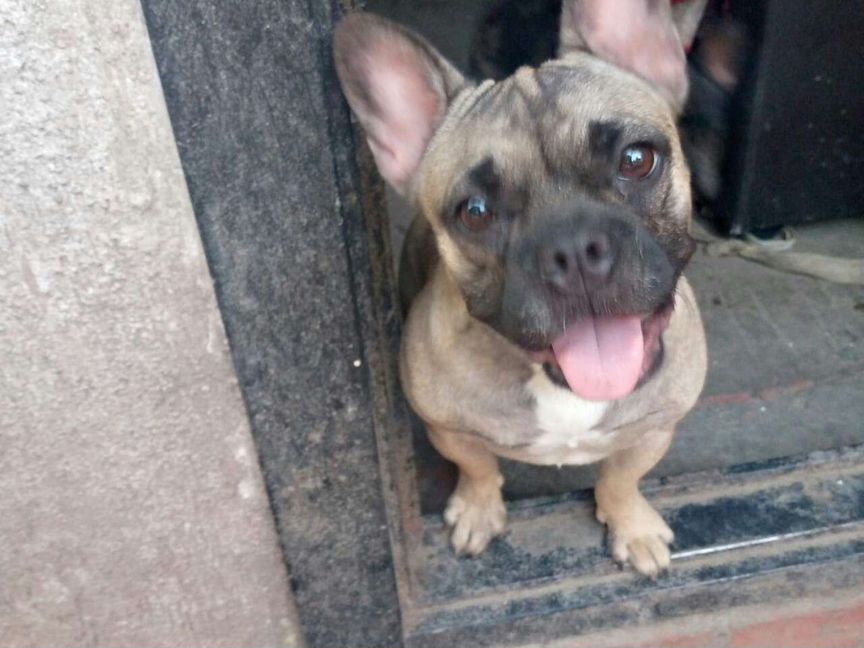 Французский бульдог щенки