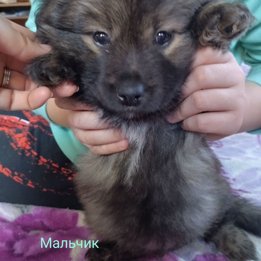 Щенки в добрые заботливые руки