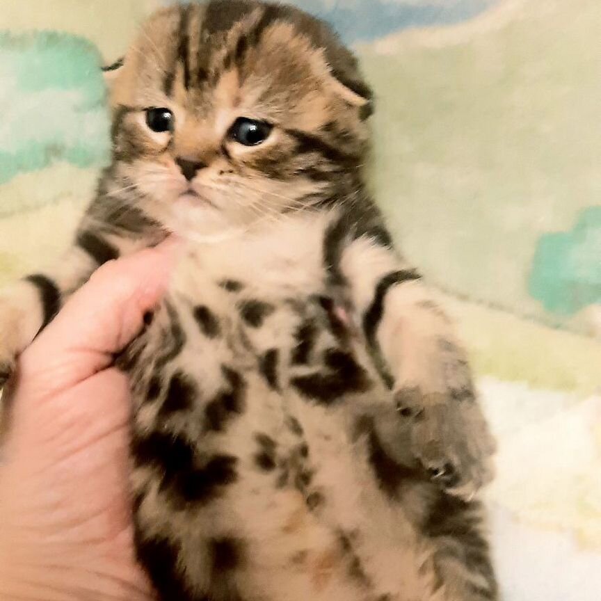 Шотландский вислоухий короткошёрстный котёнок