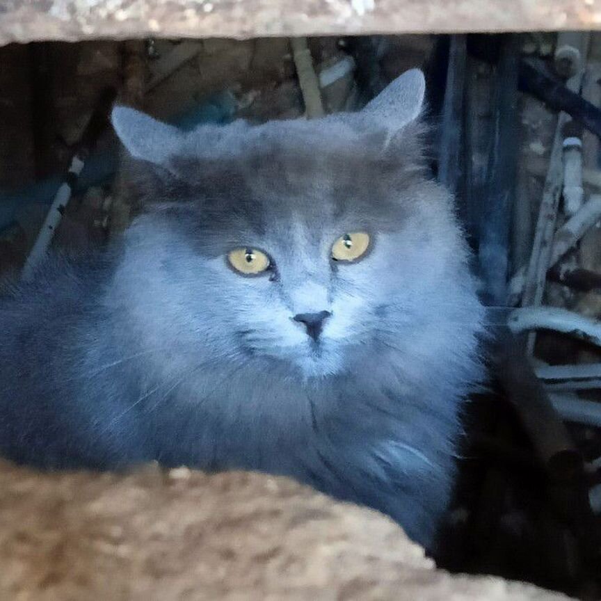 Котенок 6 месяцев из подвала в добрые руки