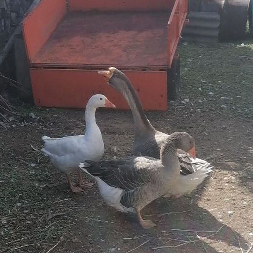 Продам гусей