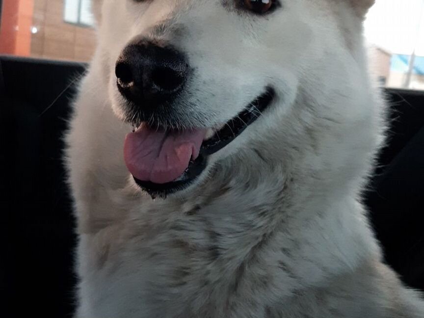 Доброй красавице нужен дом