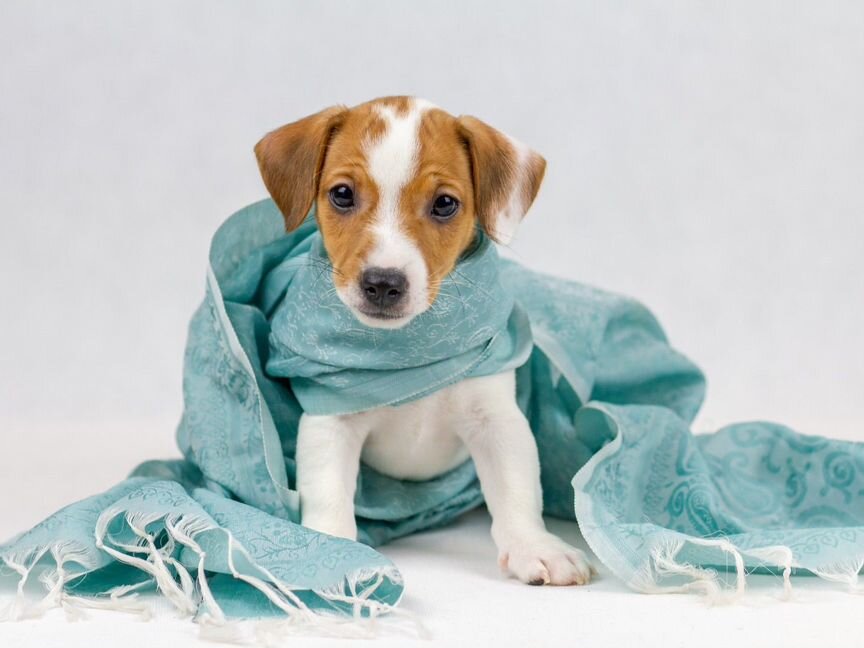 Джек Рассел терьер Мальчик Живчик