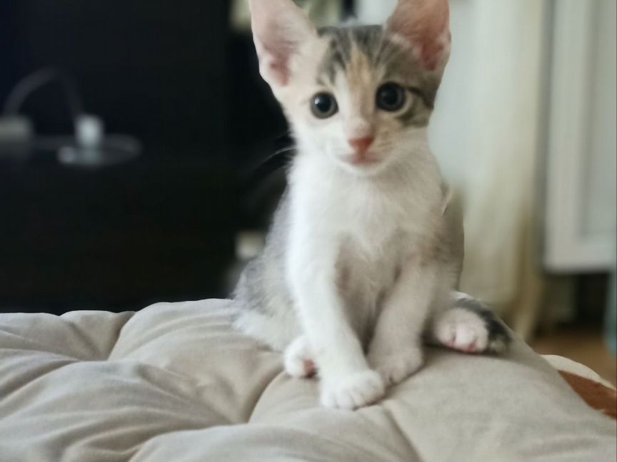 Котята Девочка Трёхцветная