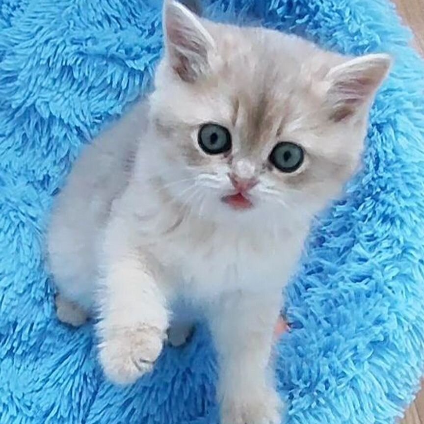 Шотландская голубое золото