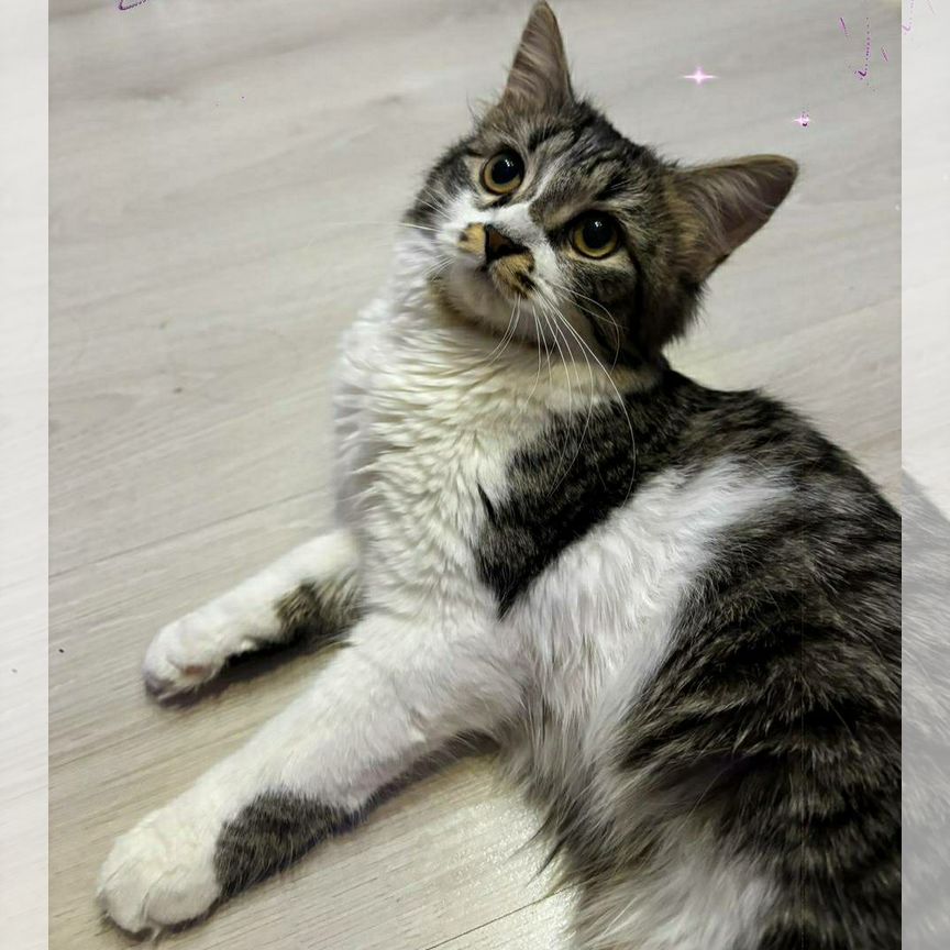 Котёнок в добрые руки