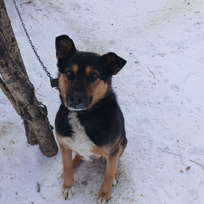 Собака в добрые руки