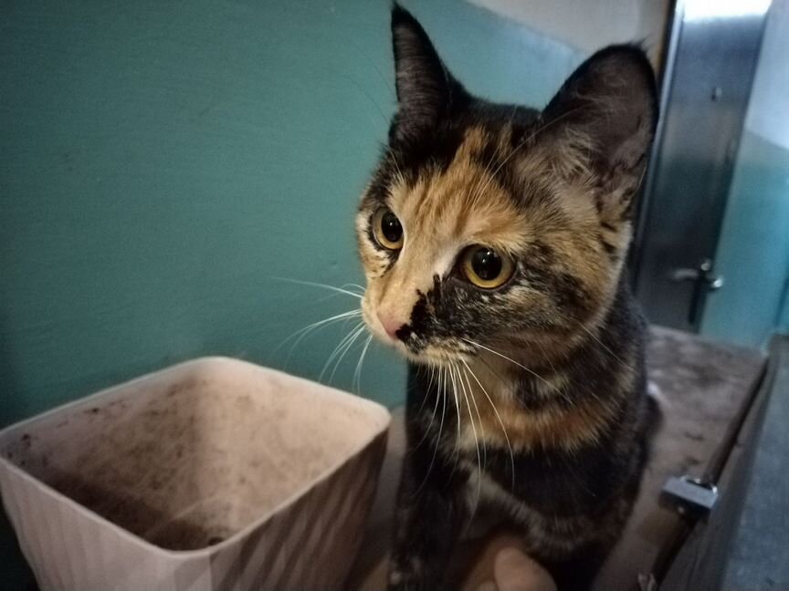 Кошка
