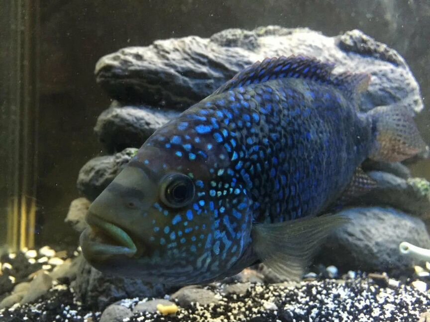 Рыбы цихлиды