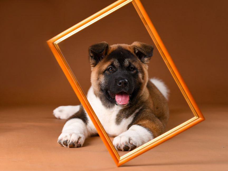 Акитенок девочка