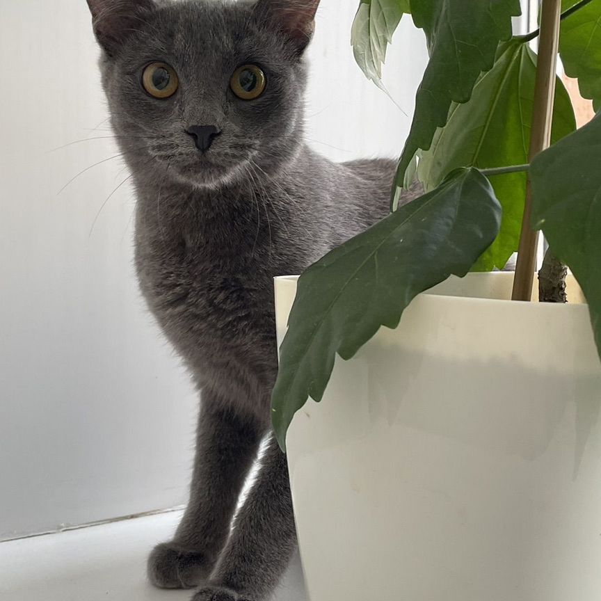 Кот