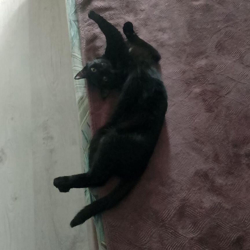 Взрослая кошка, вязка