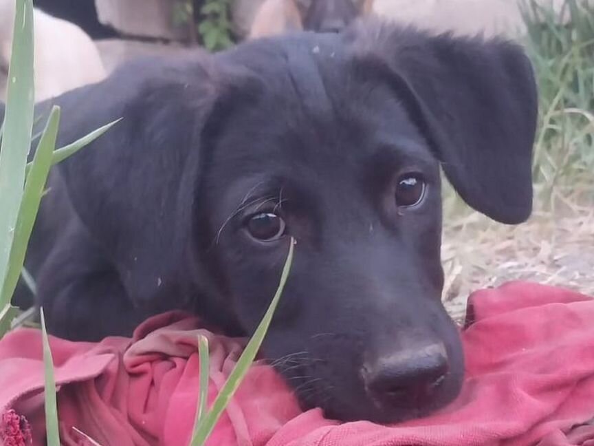 Интересный парнишка в добрый дом