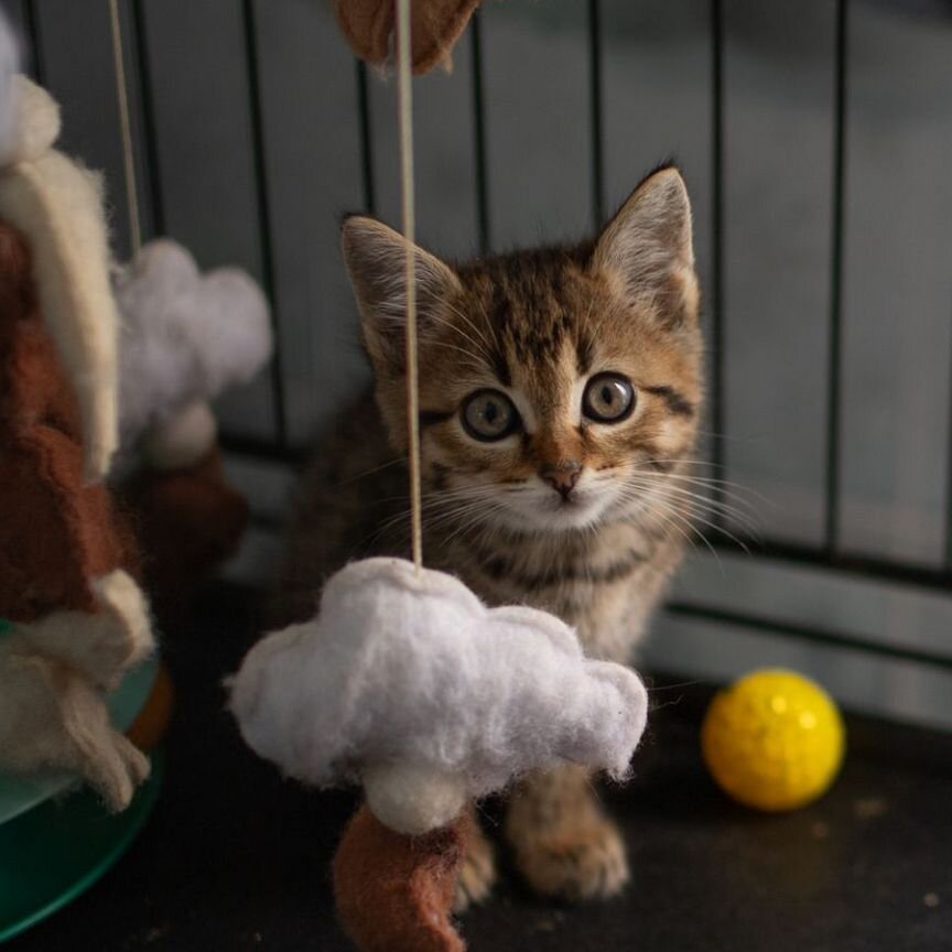 Котенок мальчик 2 месяца